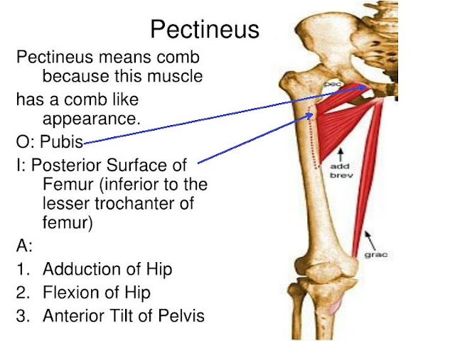 恥骨肌(pectineus muscle) | 職能治療陪你居家復健