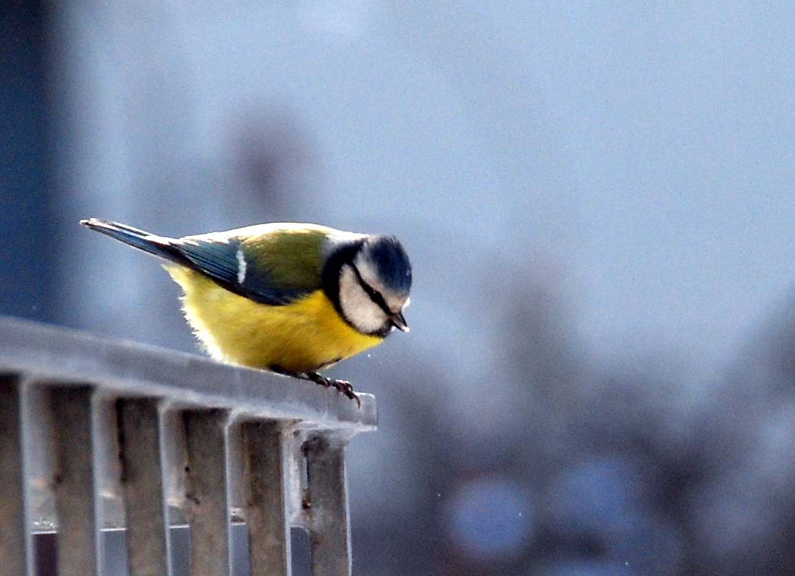 Il mondo in un giardino: Evviva gli uccellini!