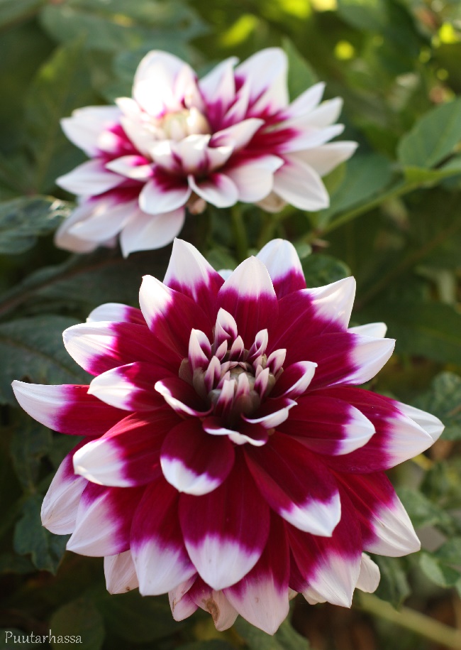 Puutarhassa: Mysteeri Daalia