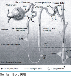 Proses Pembentukan Urin