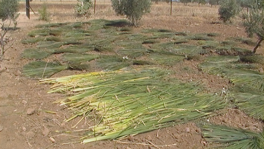 Sillas De Enea Hinojosa Del Duque: EPOCA DE CURAS LA ENEA