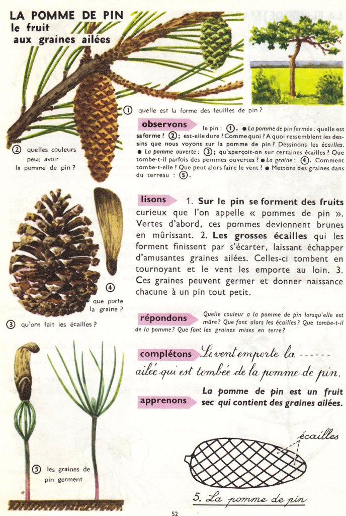 Leçons de choses: La pomme de pin