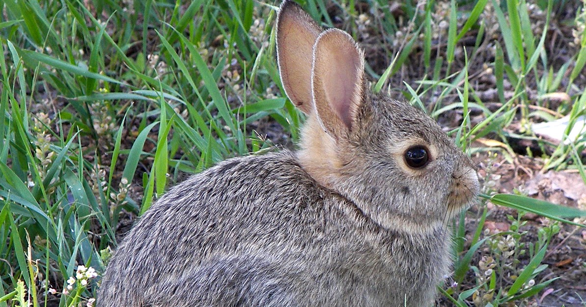 Dale's Bits And Pieces Of The Rainbow: At Night The Rabbits Will Play