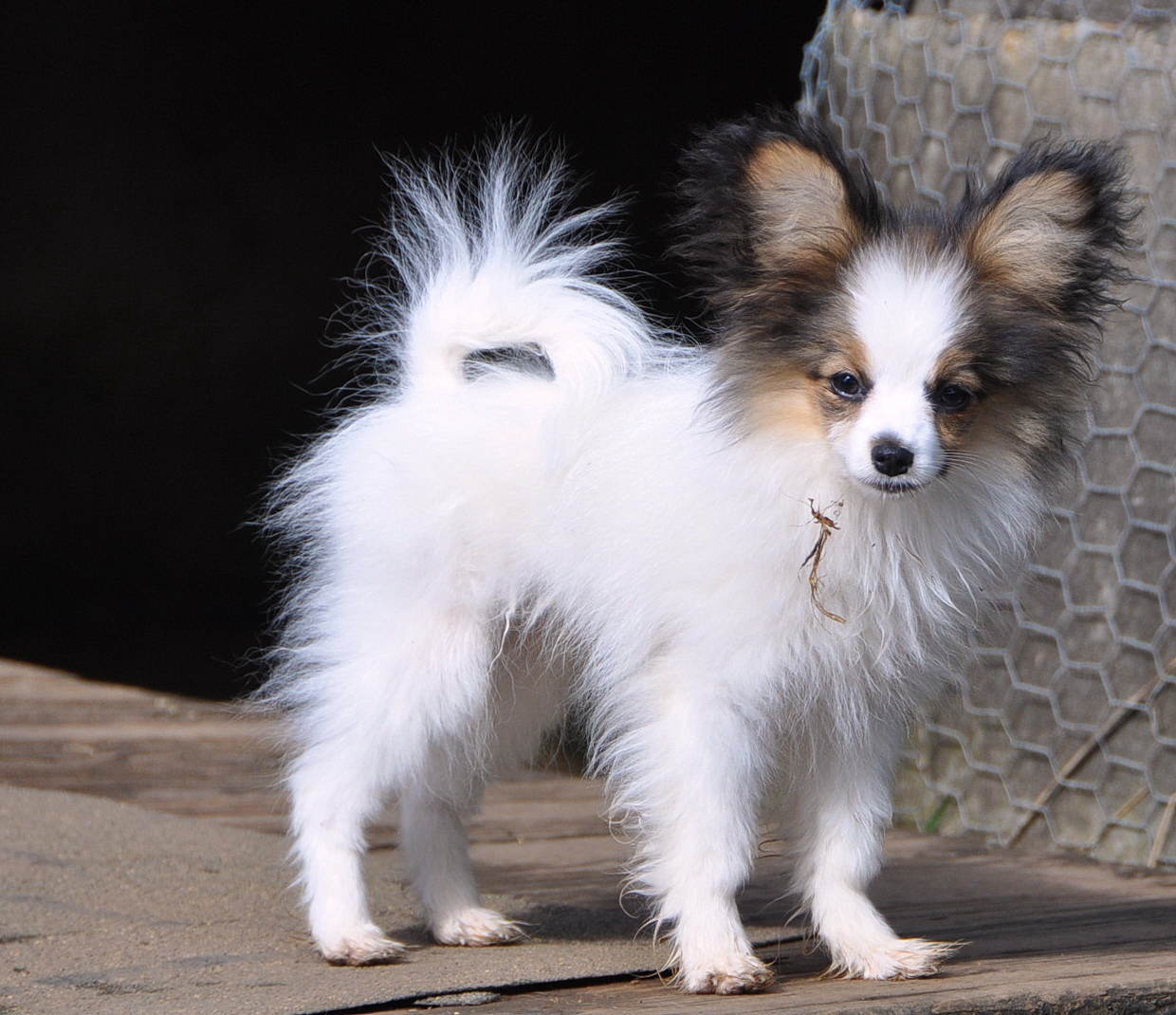 Road's End Papillons : 4 Months old Papillon Siblings