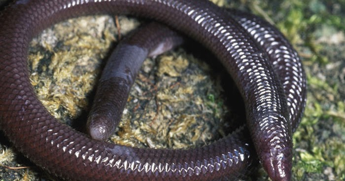 Real Monstrosities: Blind Lizard