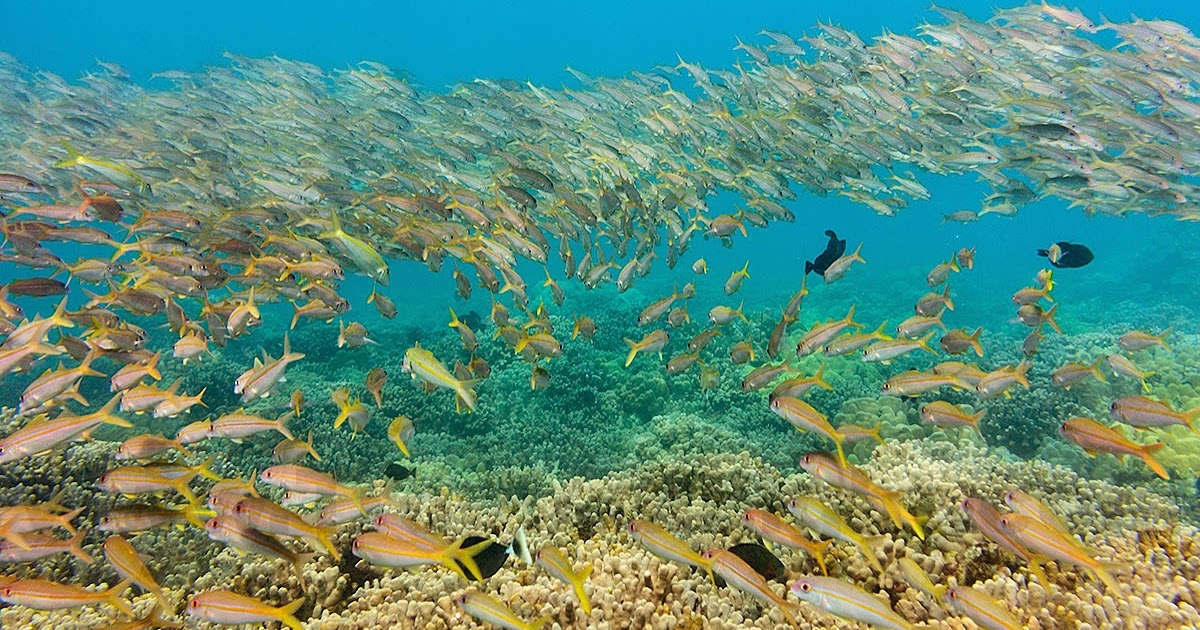 The Adventures of Maui Don - Dolphin Dude: Fishies Galore