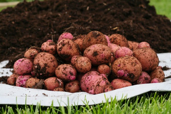 Harvesting my Red Potatoes | A Collection of Photos