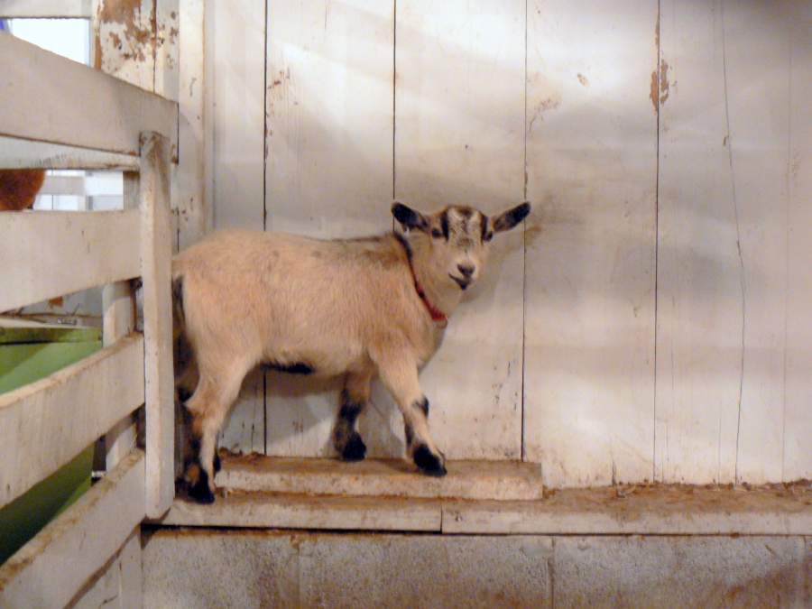 Capre pitic de vanzare