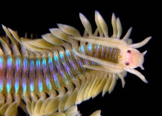 POLIQUETOS: Poliquetos