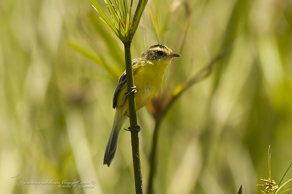 Doradito copetón (Crested Doradito) Pseudocolopteryx sclateri ...
