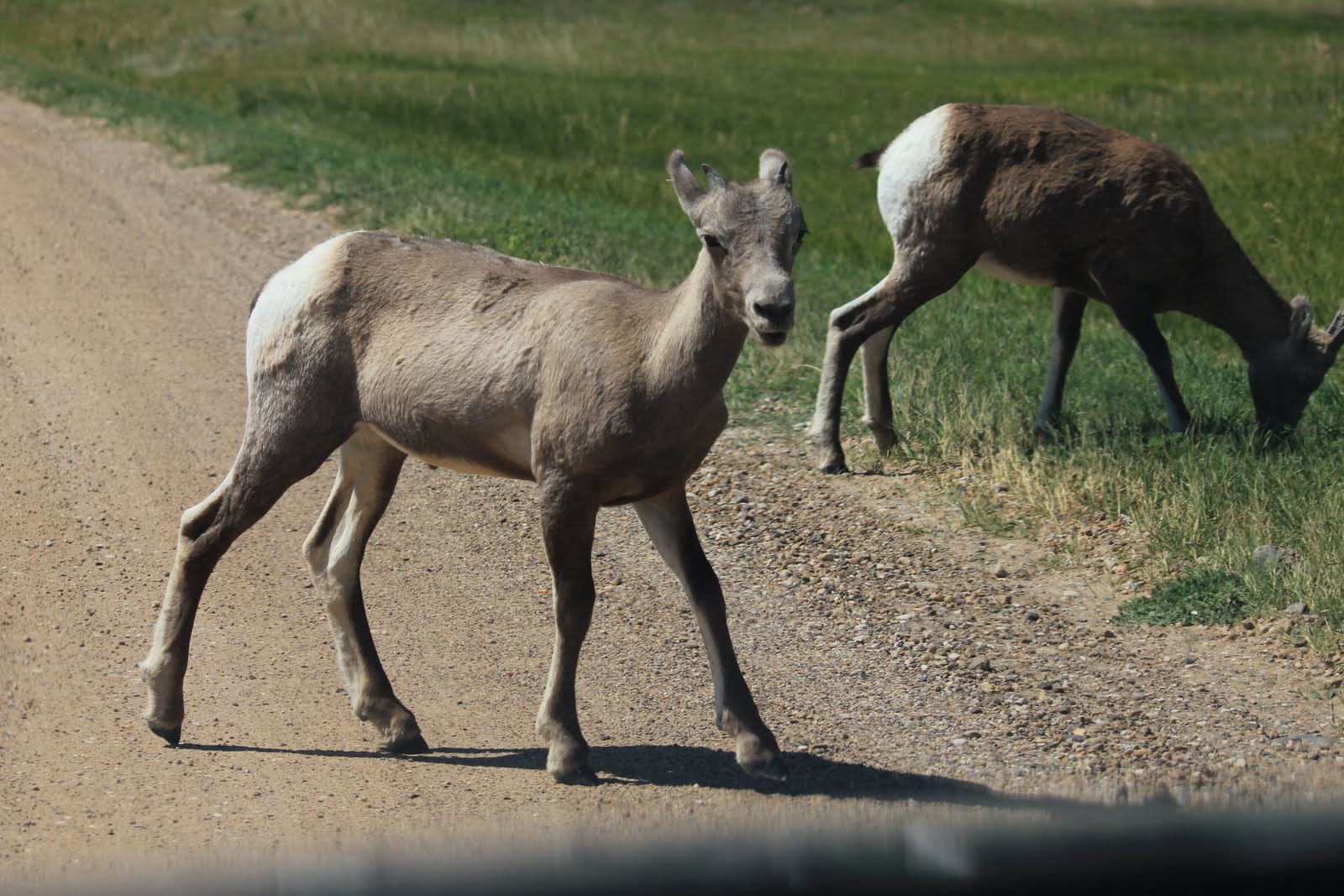 Greggle Goes West: Greggle Goes East