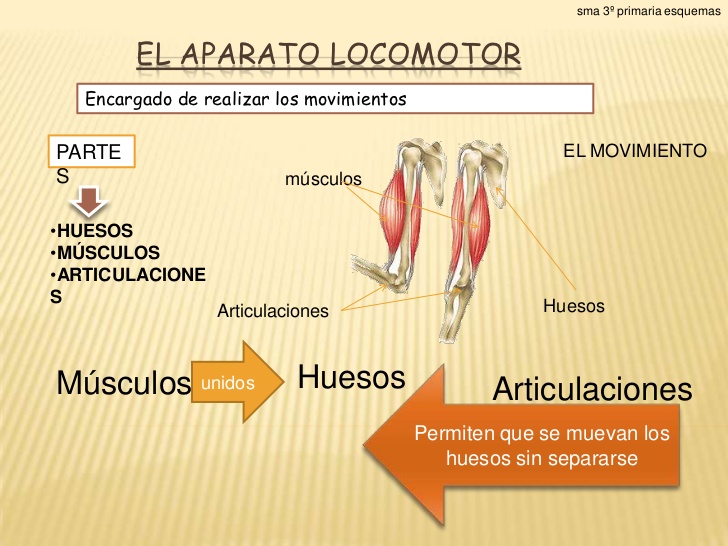 Aparato Locomotor Wikipedia La Enciclopedia Libre