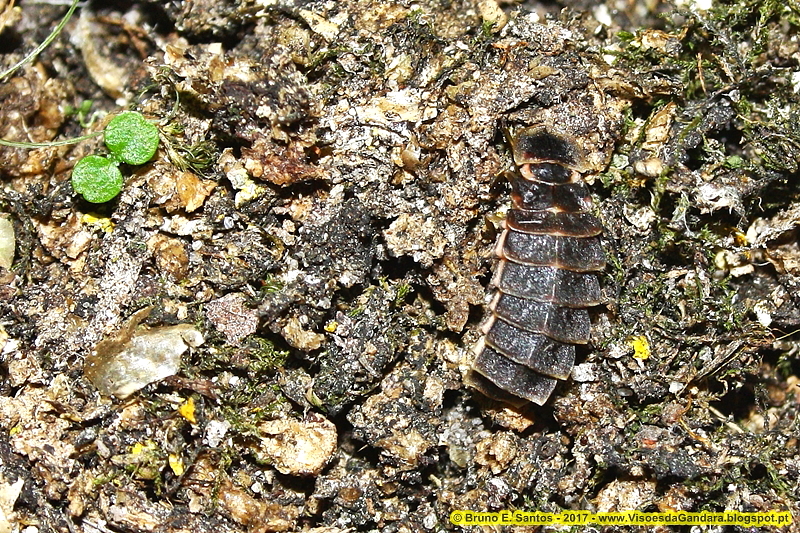 Visões da Gândara: Insecto Bioluminescente no Quintal - II: