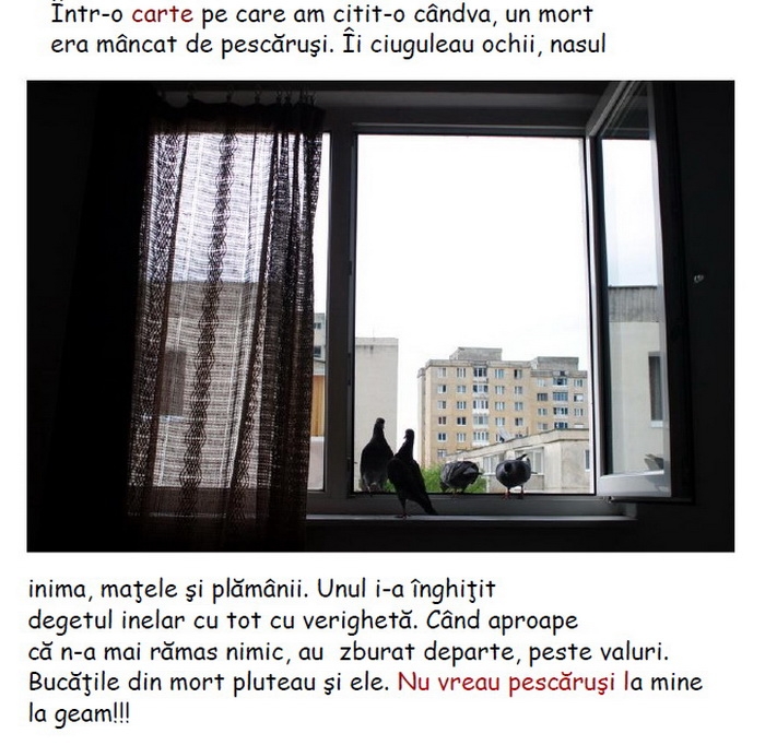 Carte cu poze: Poză de citit cu păsări