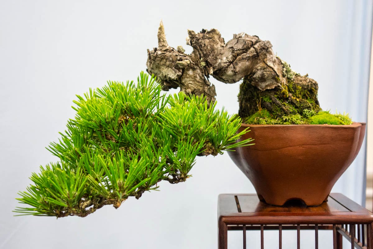 CHOWA ZOUTLEEUW: Shohin bonsai at the 4th US National Bonsai Exhibition