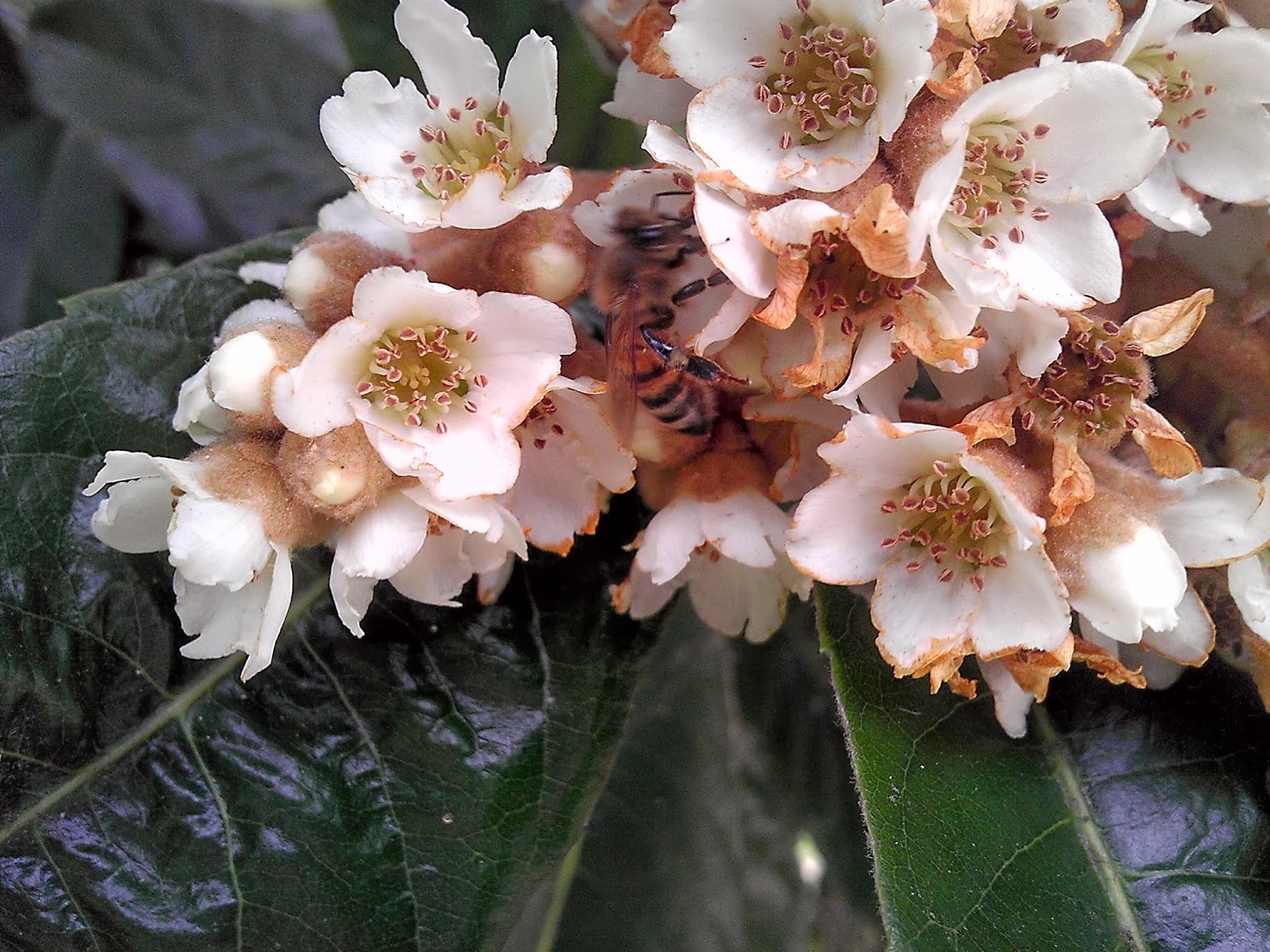 The Freckled Gardener | Nancy's Carolina Kitchen Garden: Bittersweet ...
