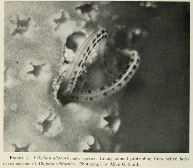 The Natural History of Bodega Head: Polydora the Explorer