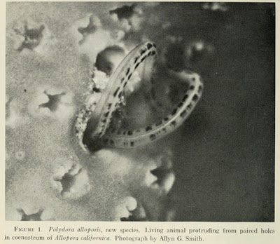 The Natural History of Bodega Head: Polydora the Explorer