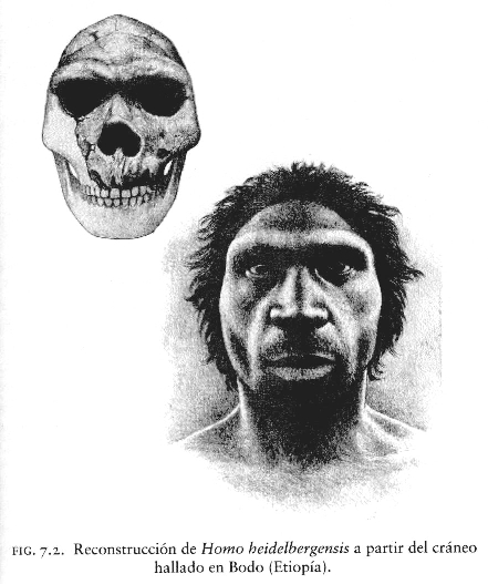 Escenarios prehistóricos: Homo heidelbergensis