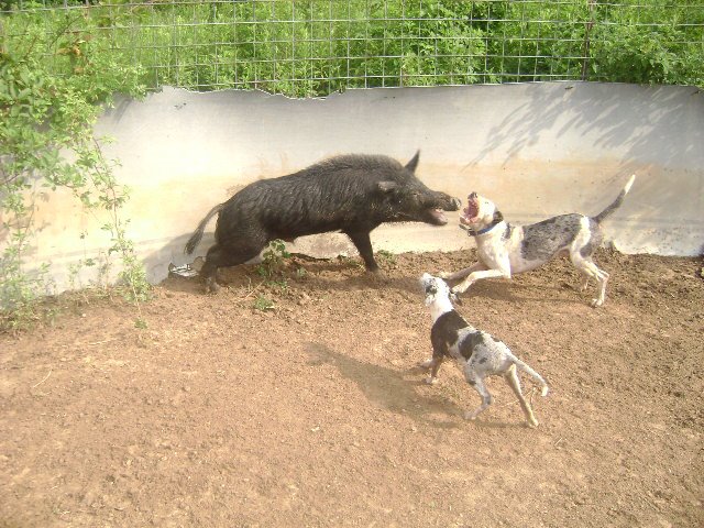 The Catahoula Hog Dog: The Louisiana Cattle Dog