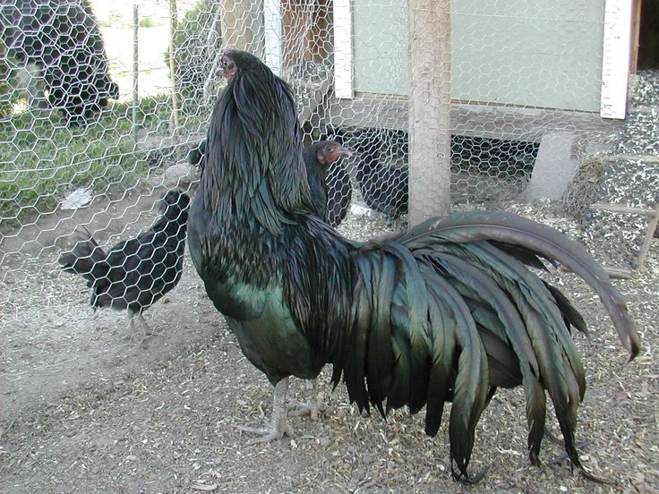 Oke303 Agen Judi Sabung Ayam Indonesia: Agen Sabung Ayam Terpercaya ...