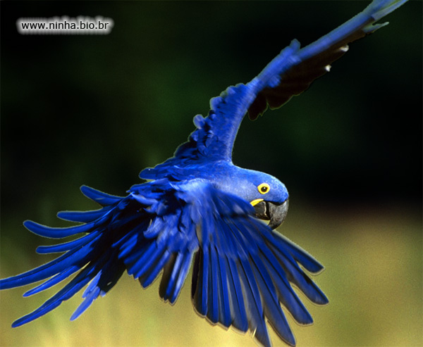 Curiosidade Animal: ararinha azul