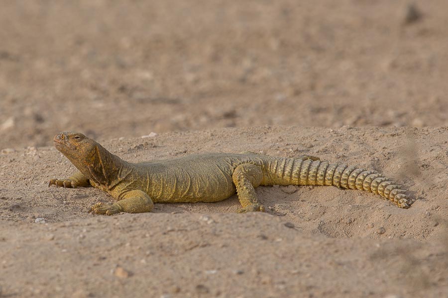 Birds of Saudi Arabia: Arabian Spiny-tailed Lizard – Dhahran Hills