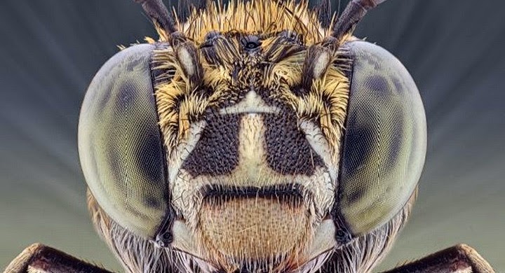 Farandula Digital ├: Fascinantes fotografías de caras de insectos
