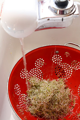 The Parsimonious Princess: Gardening Without Soil: How to Grow Sprouts ...