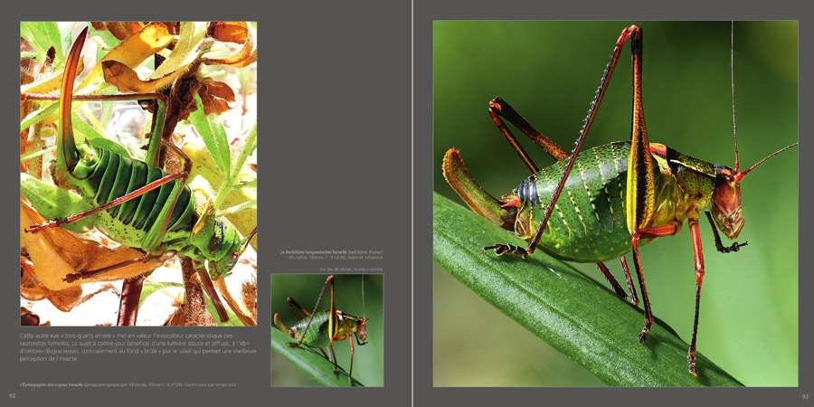 Animalia: Hyper Nature, de Philippe Martin