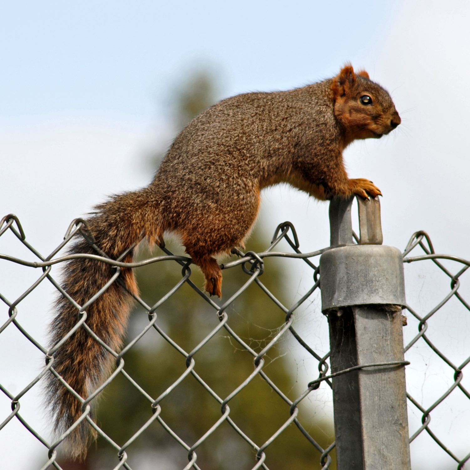 Adventures through Photography: Gardens at Lake Merritt Part II - On ...