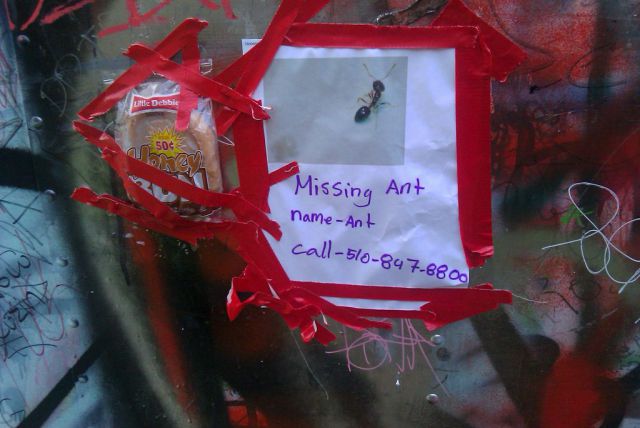 Missing Ant - Name: Ant - Funny Sign