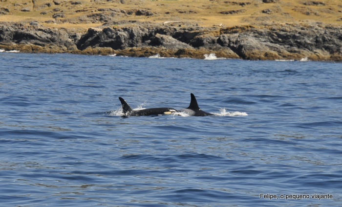 Orca Spirit Adventures - como é o passeio para ver as baleias orcas em ...