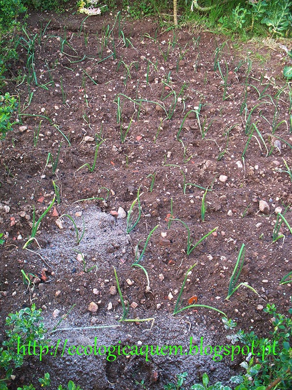 Ecológica, quem? Eu?: Plantação da semana - Cebolo