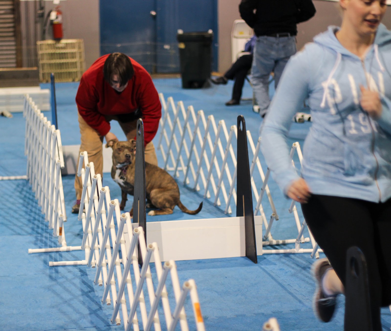 Pitlandia: Social Butterfly vs. Flyball Champion