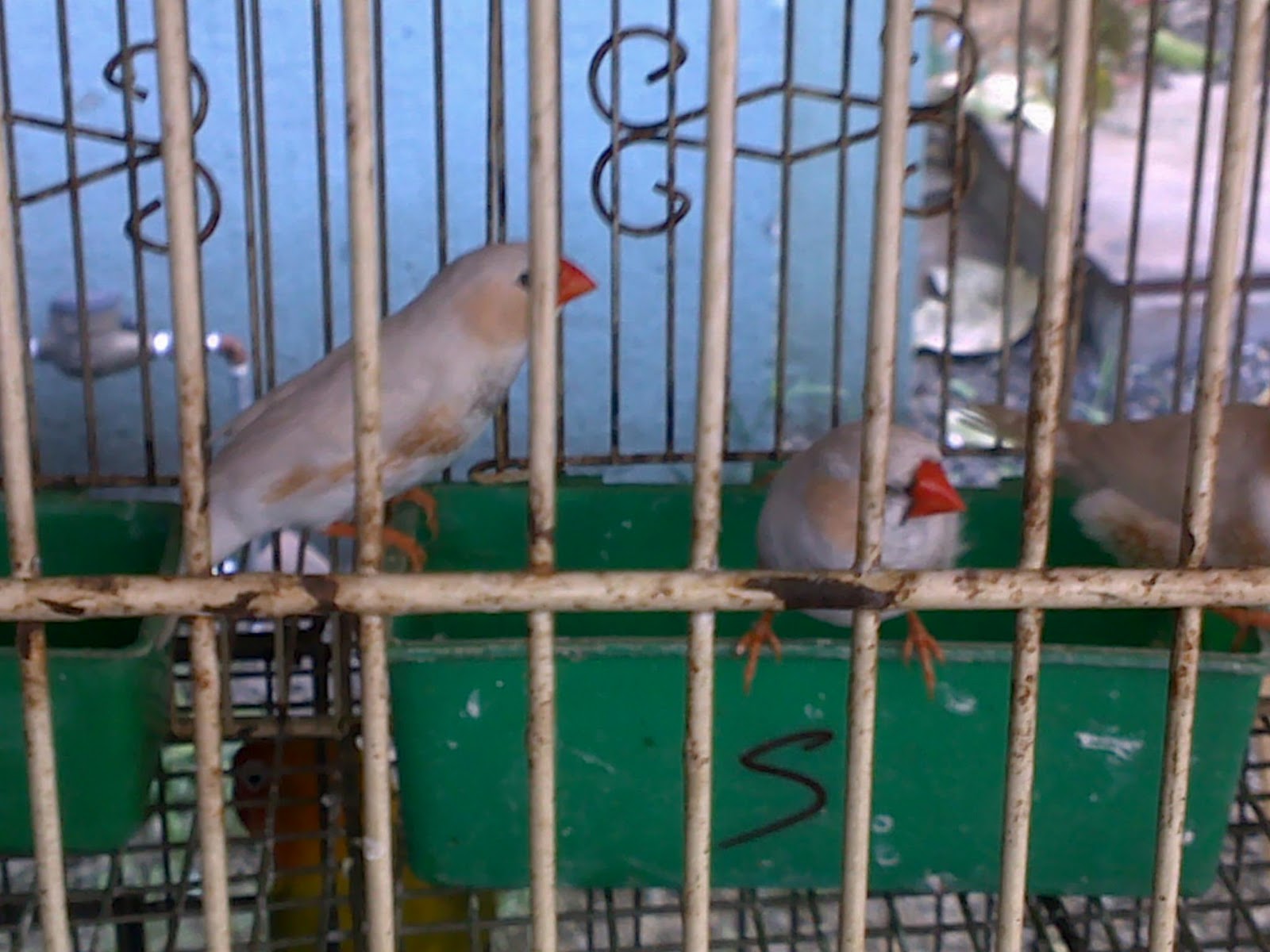 ONLINE FREEDOM: Travel: Cebu and the Philippines