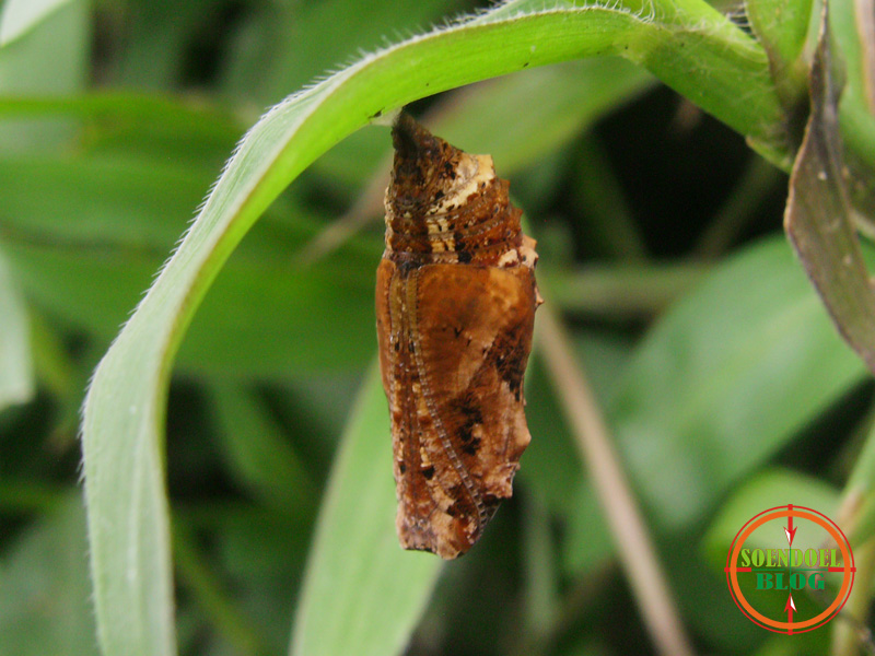 Sundul Langit: Foto Tiga Macam Kepompong