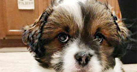 Four legged friends (and enemies): Canada: "My 10 pound dog almost got ...