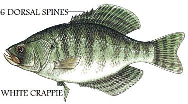 CRAPPIE NATION