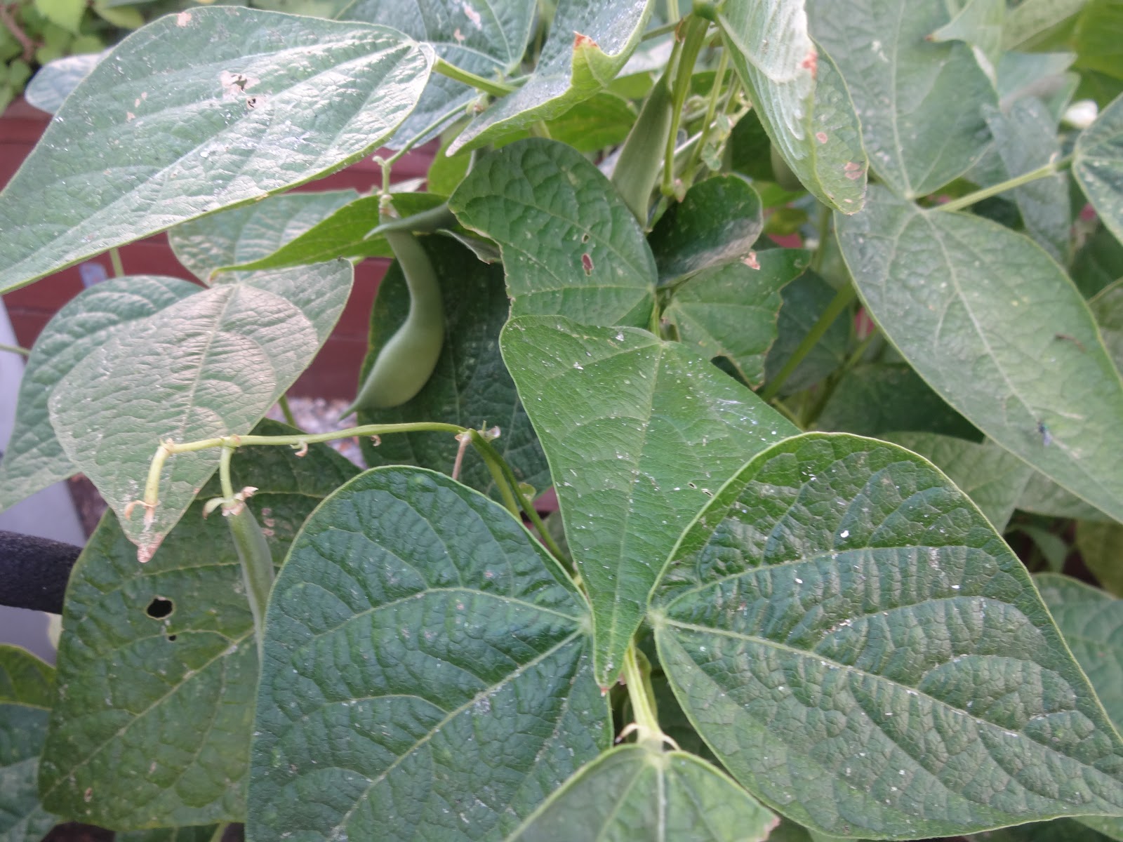 The Scientific Gardener: Sam's Garden