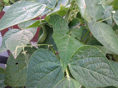 The Scientific Gardener: Sam's Garden