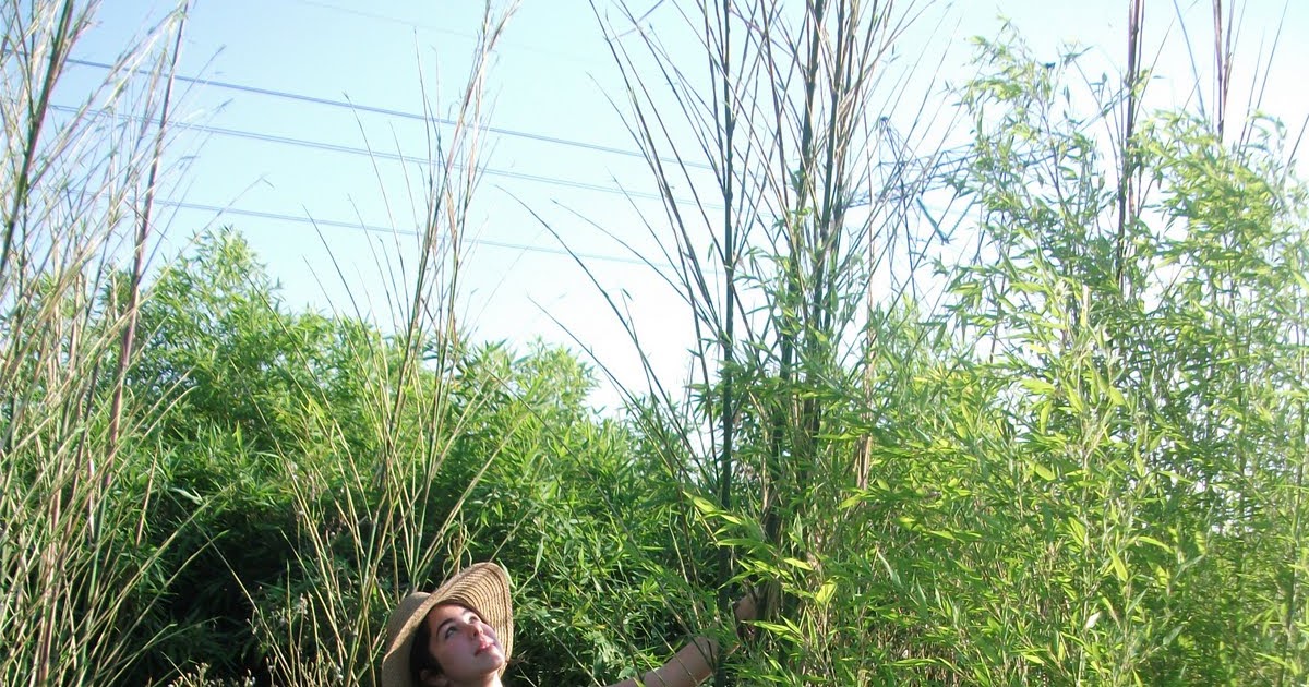 Sakarya Bambu Fidanlığı: PHYLLOSTACHYS NİGRA (Black Bamboo)