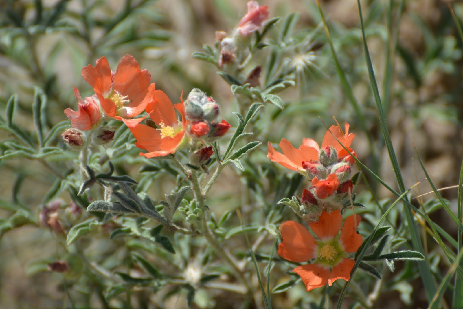 Wright in the Heart of the Wild: Heaven in a Wild Flower