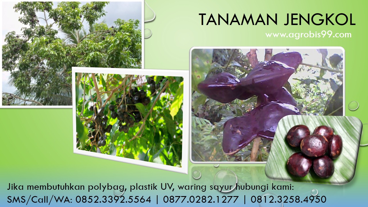 Tips Tani - Ini Ia Tahapan Penting Saat Budidaya Jengkol Biar Berhasil ...