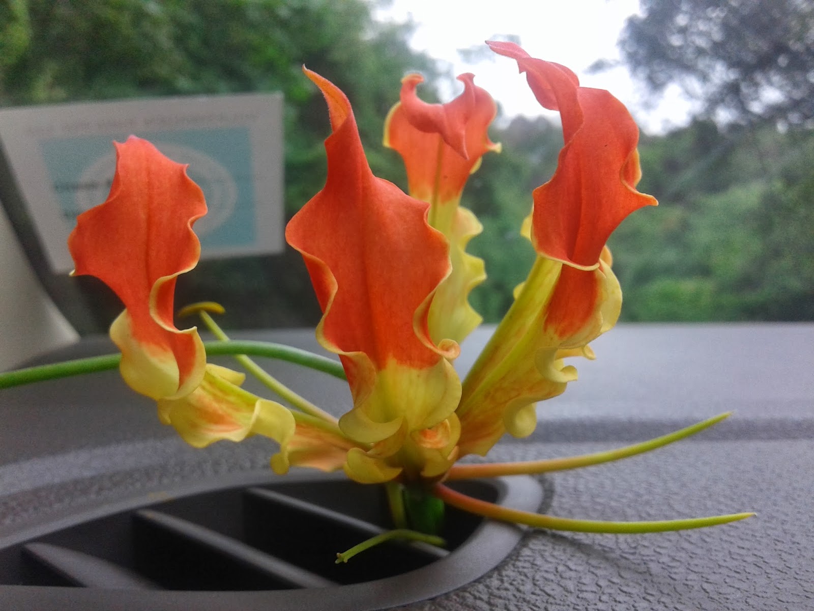 Photokalem - புகைப்படகளம்: Kandhal Malar - Kandhal Flower