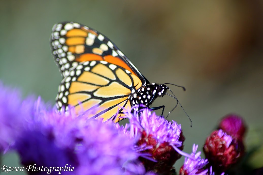 BLOG RAVEN PHOTOGRAPHIE: Le Papillon Monarque ( Québec )