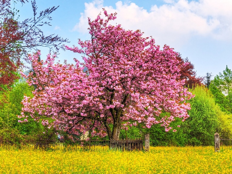 Arboles color rosa - Imagui