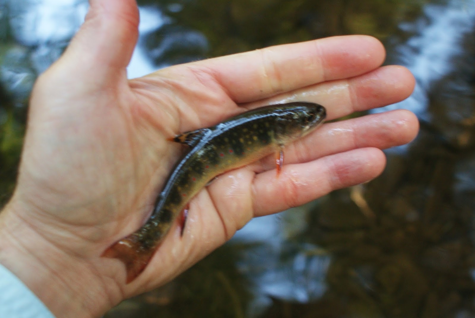 The Search for Native Salmonids: West Virginia Trout Bummin - Back to ...