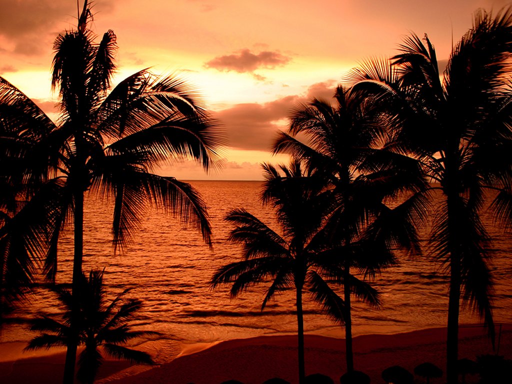 Sunset on Coconut Tree Wallpaper - Nature Wallpaper