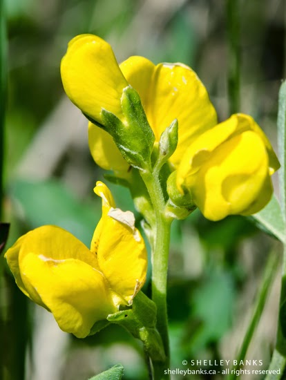 Prairie Wildflowers: Yellow